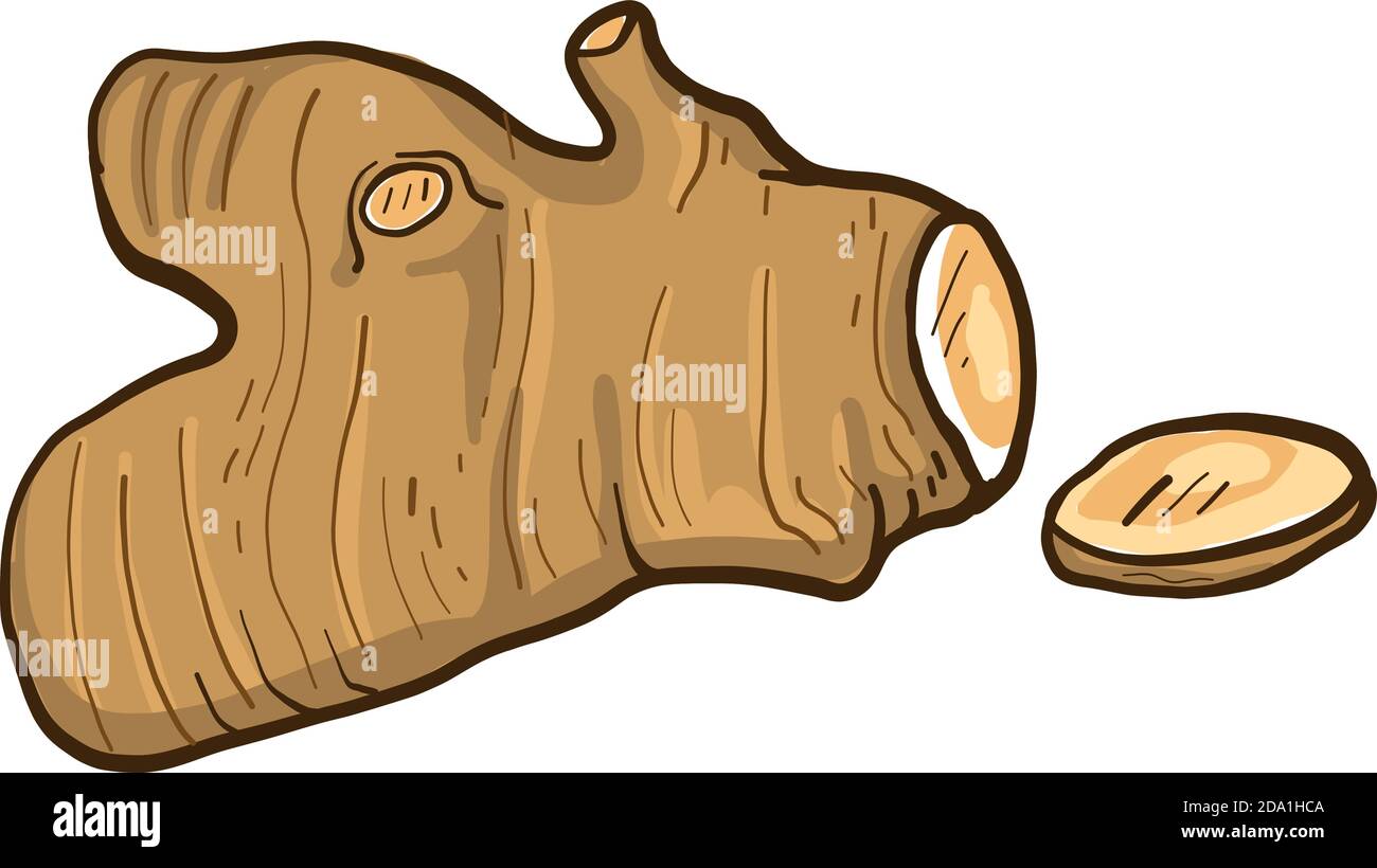 Ginger cut in slice ,illustration,vector on white background Stock ...