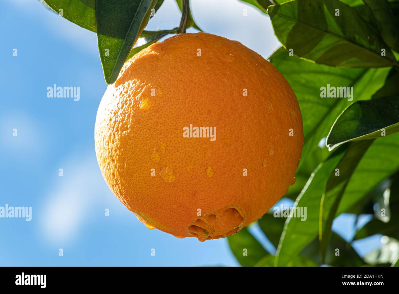 Orange in the branch of a orange tree Stock Photo - Alamy