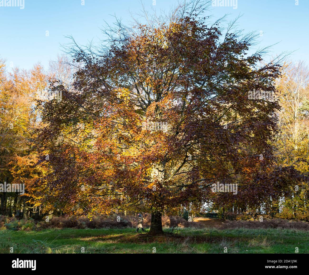 Beech wood colour hi-res stock photography and images - Alamy