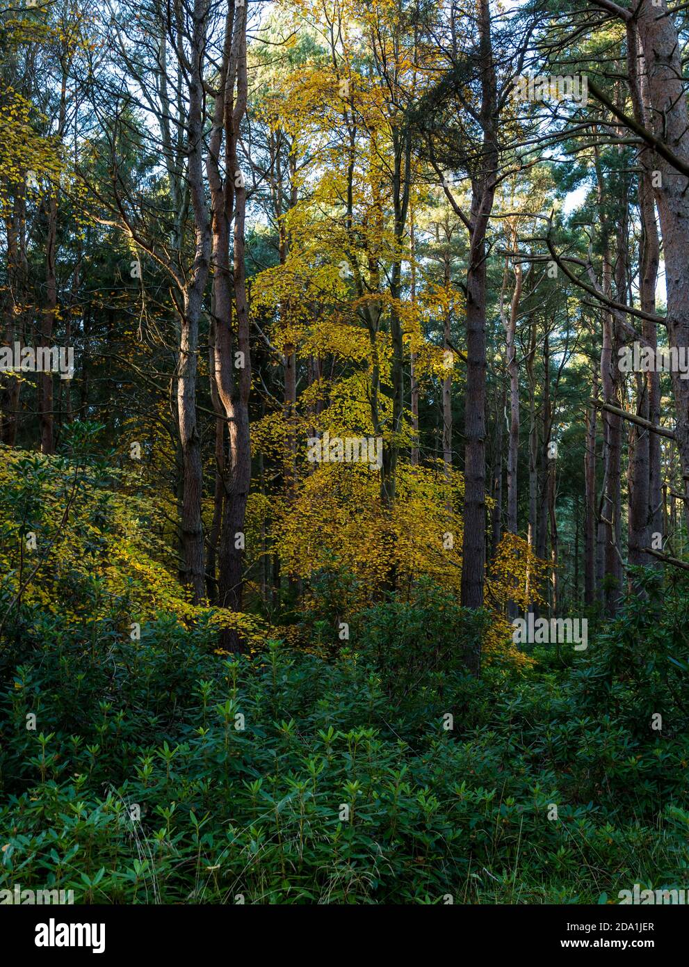 Beech tree scotland hi-res stock photography and images - Alamy