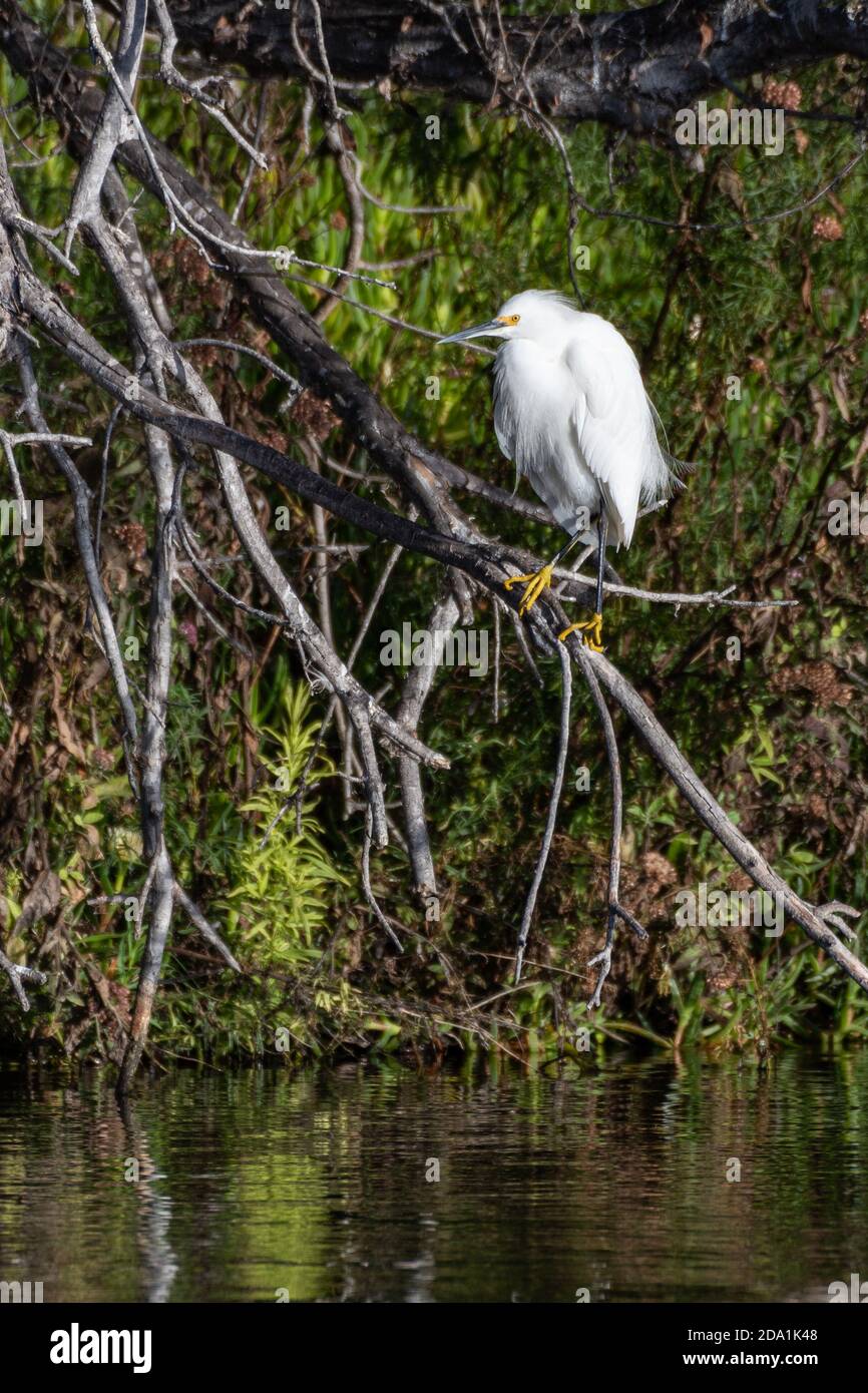 Snow White Egret clings to a dry branch perch of the mangrove over the ...