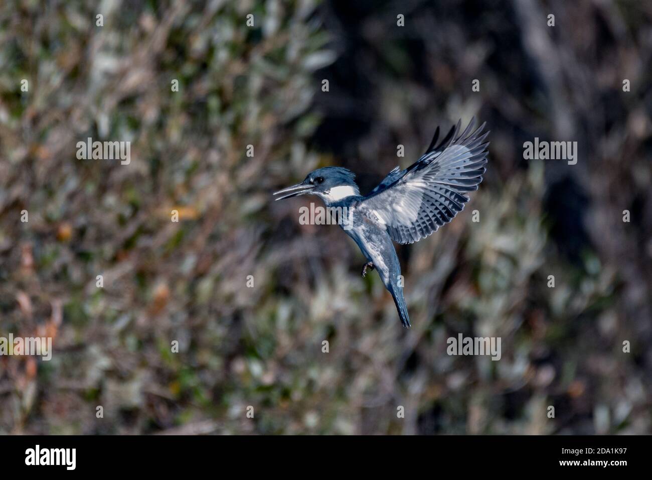 Small fish eating bird hi-res stock photography and images - Alamy