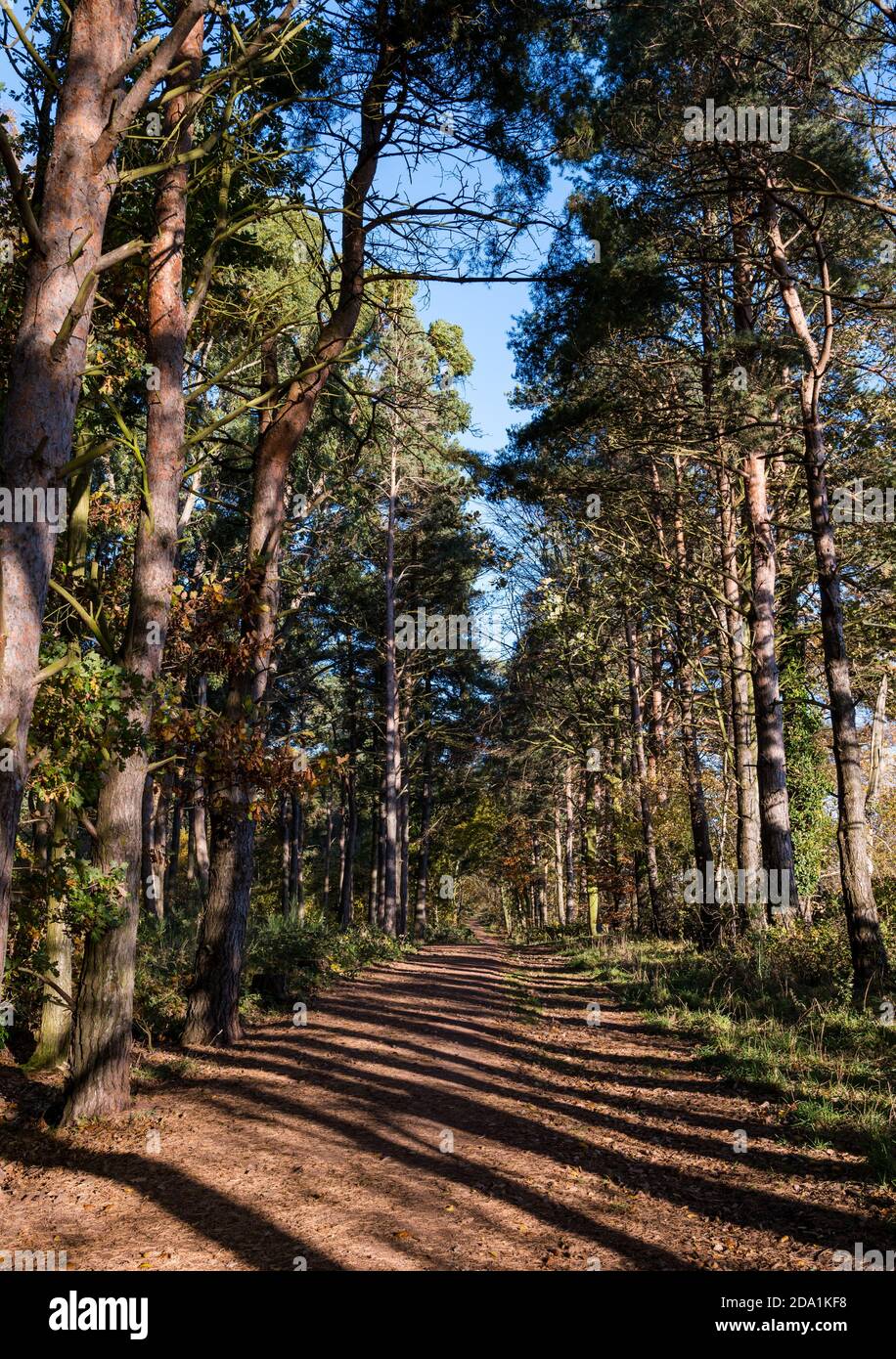 Binning wood hi-res stock photography and images - Alamy