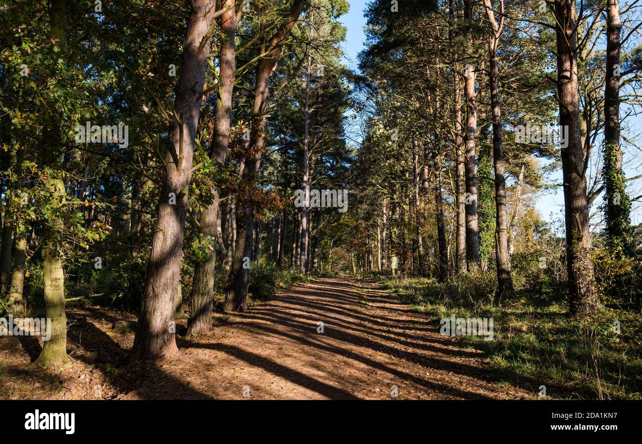Tree lined path through the woods hi-res stock photography and images ...