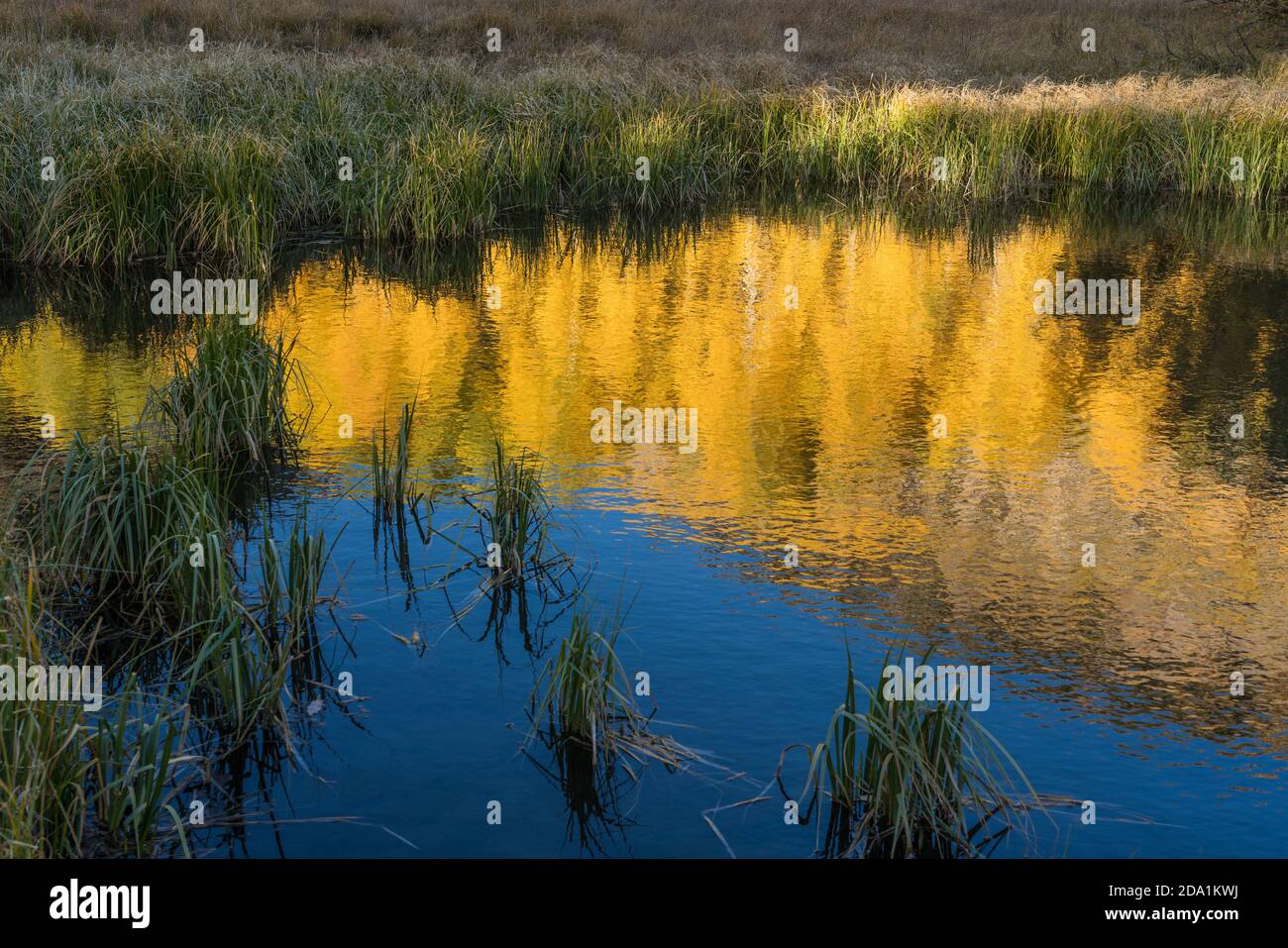 Quaking aspen trees in fall colors reflected in Warner Lake in the ...