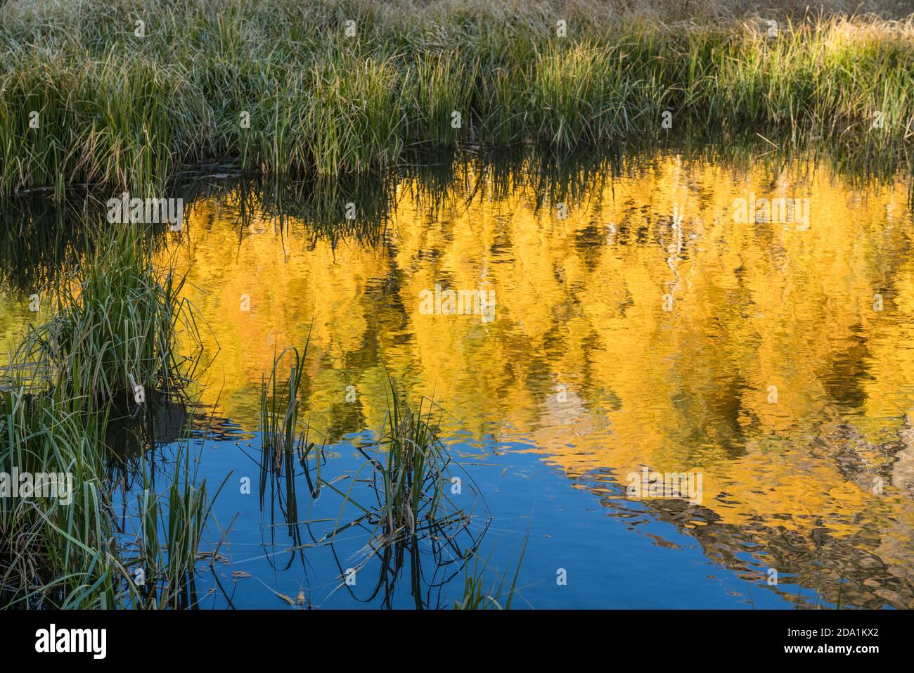 Quaking aspen trees in fall colors reflected in Warner Lake in the ...