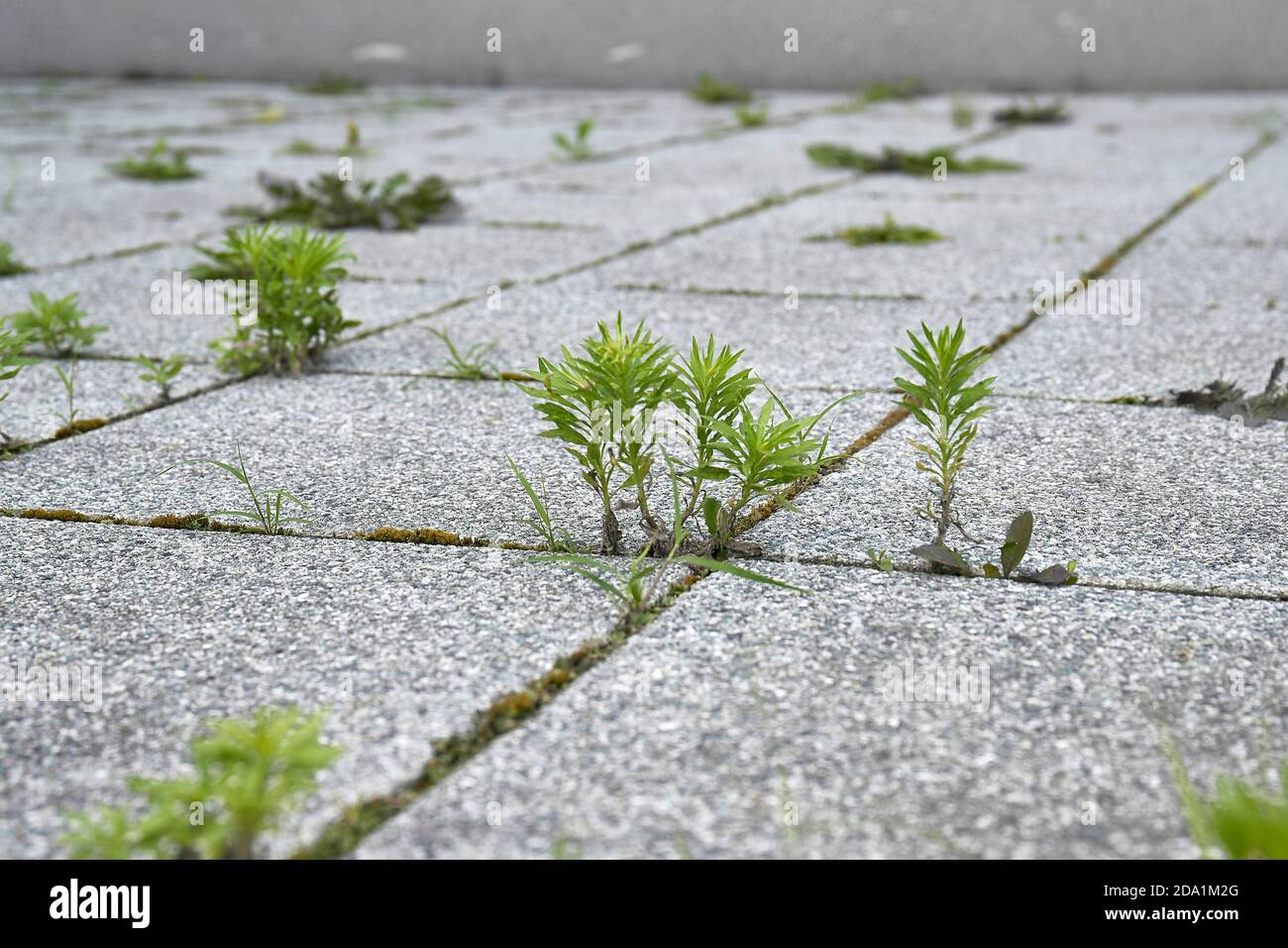 Weed growing in a deserted urban area Stock Photo - Alamy