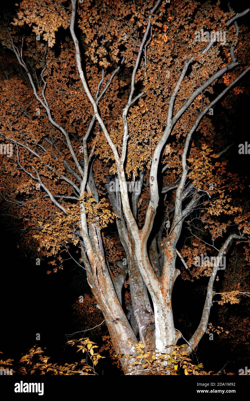 Mysterious tree branch patterns at night with fall foliage - Brevard ...