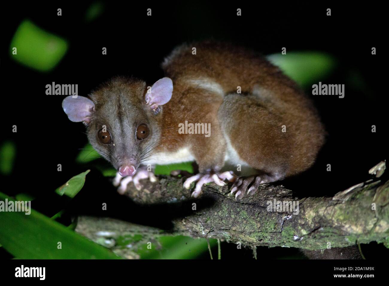 Derbys woolly opossum caluromys derbianus hi-res stock photography and ...