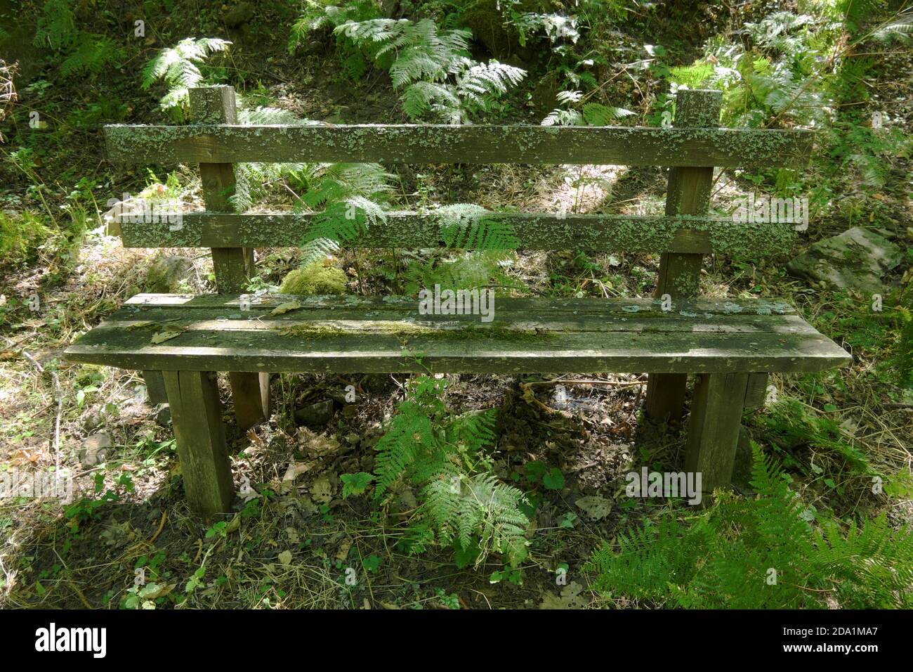 wooden bench overgrown with green lichen and green ferns in Malabotta ...