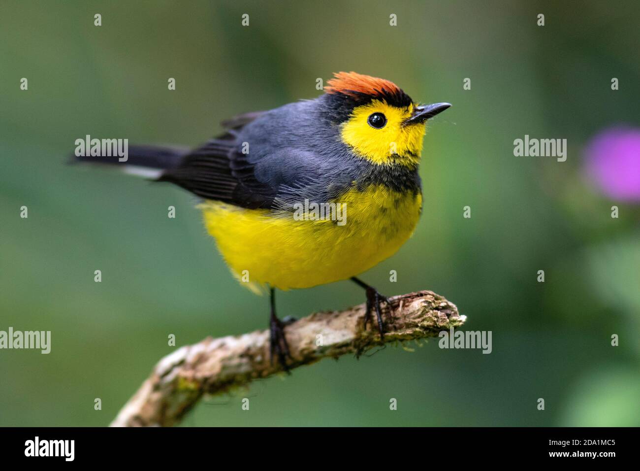 Collared redstart (Myioborus torquatus) - Paraiso Quetzal Lodge, San Gerardo de Dota, San Jose ...