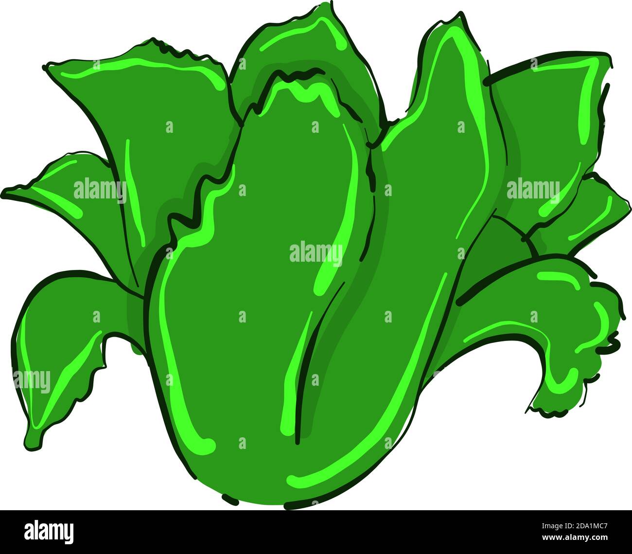 Green cabbage illustration vector hi-res stock photography and images ...