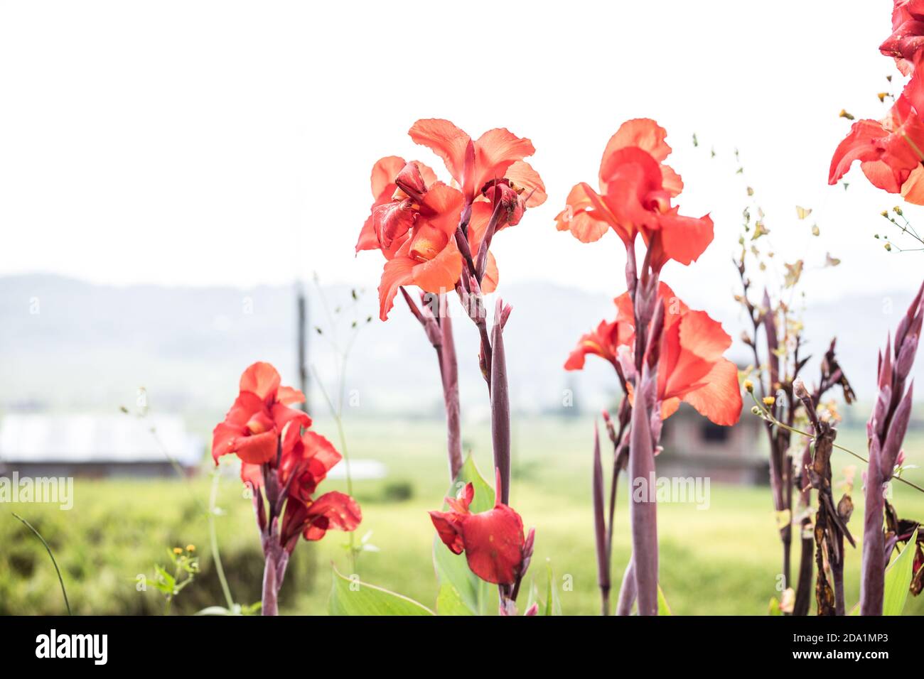 beautiful tall red canna flowers in the field, flora and gardens ...
