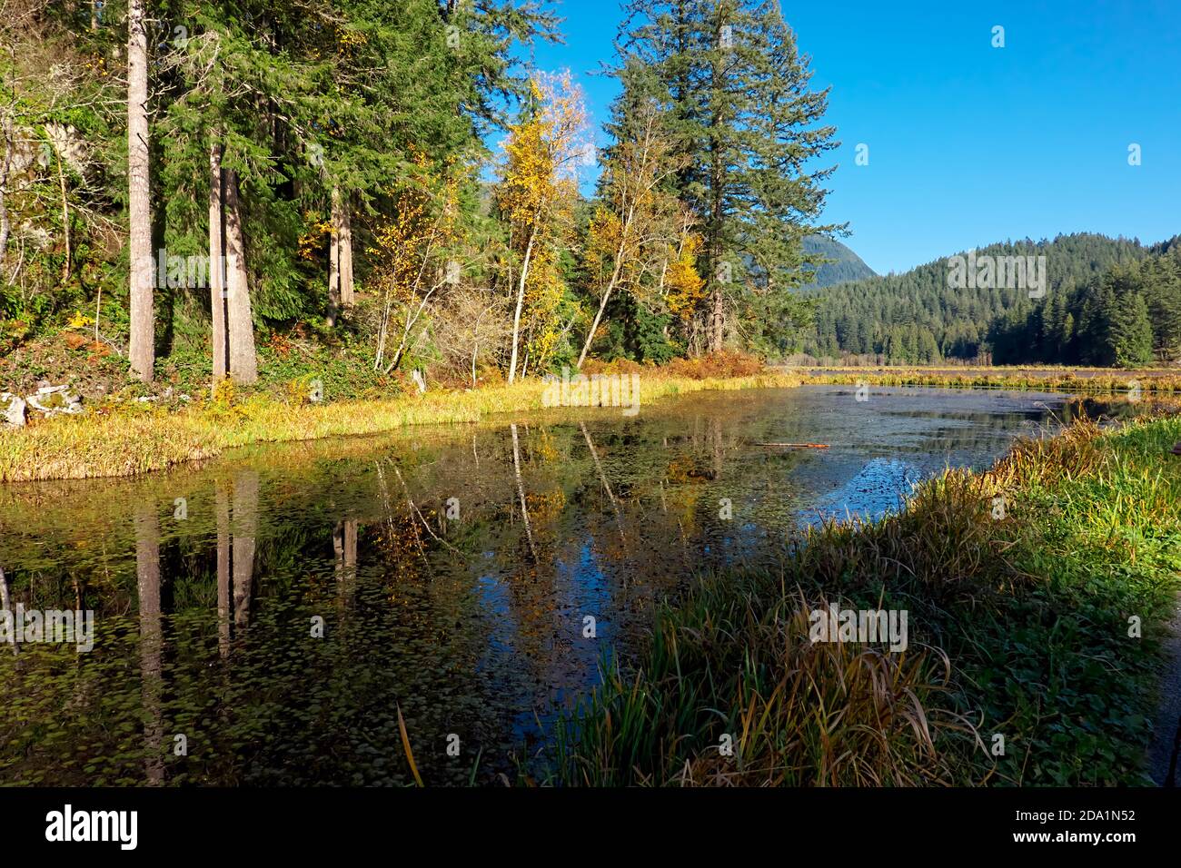 Gold fall colours hi-res stock photography and images - Alamy