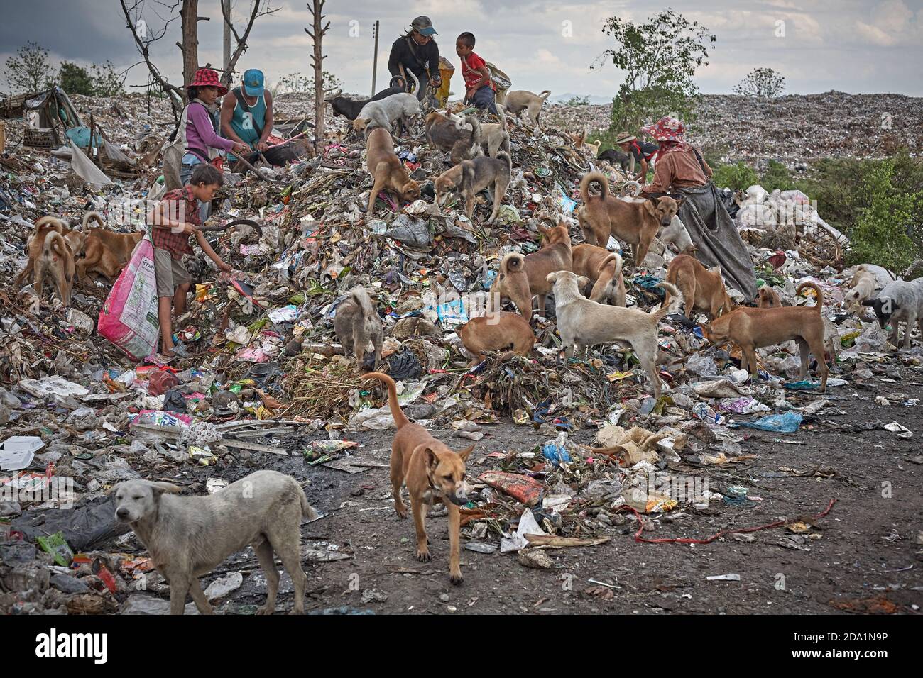 Group stray dogs hi-res stock photography and images - Alamy