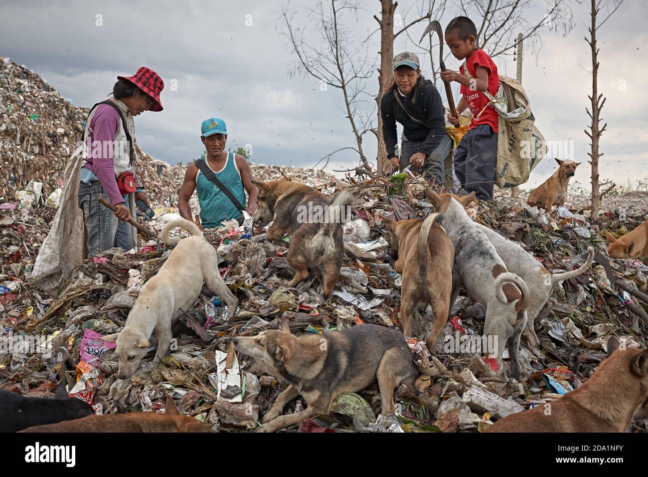 Group Stray Dogs High Resolution Stock Photography and Images - Alamy