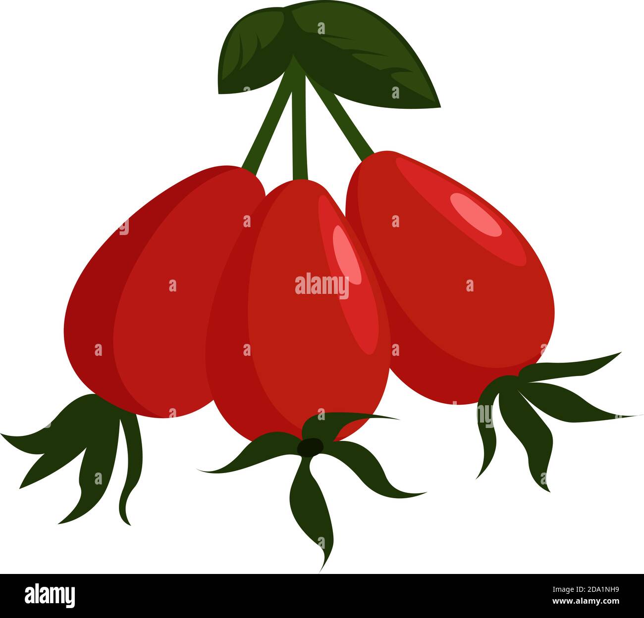 Rose hip , illustration, vector on white background Stock Vector Image ...