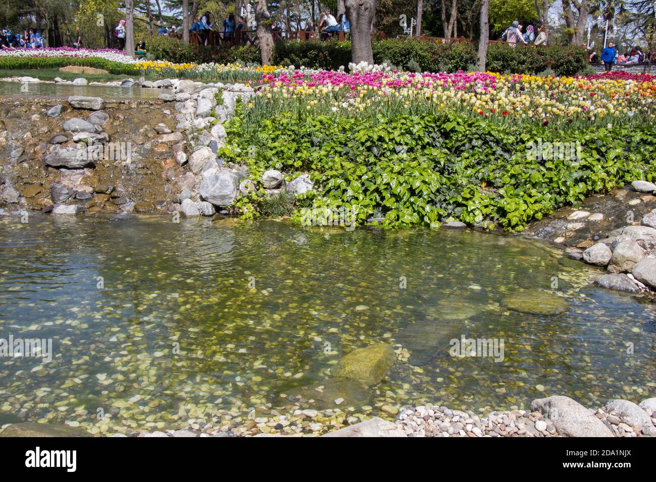 Colorful tulip flowers bloom in spring beside a pond Stock Photo - Alamy