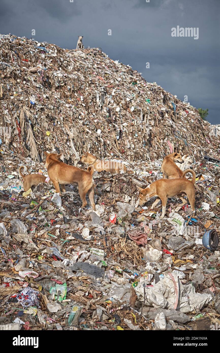 Mae Sot, Thailand. April 2012. Stray dogs on a mountain of garbage in ...