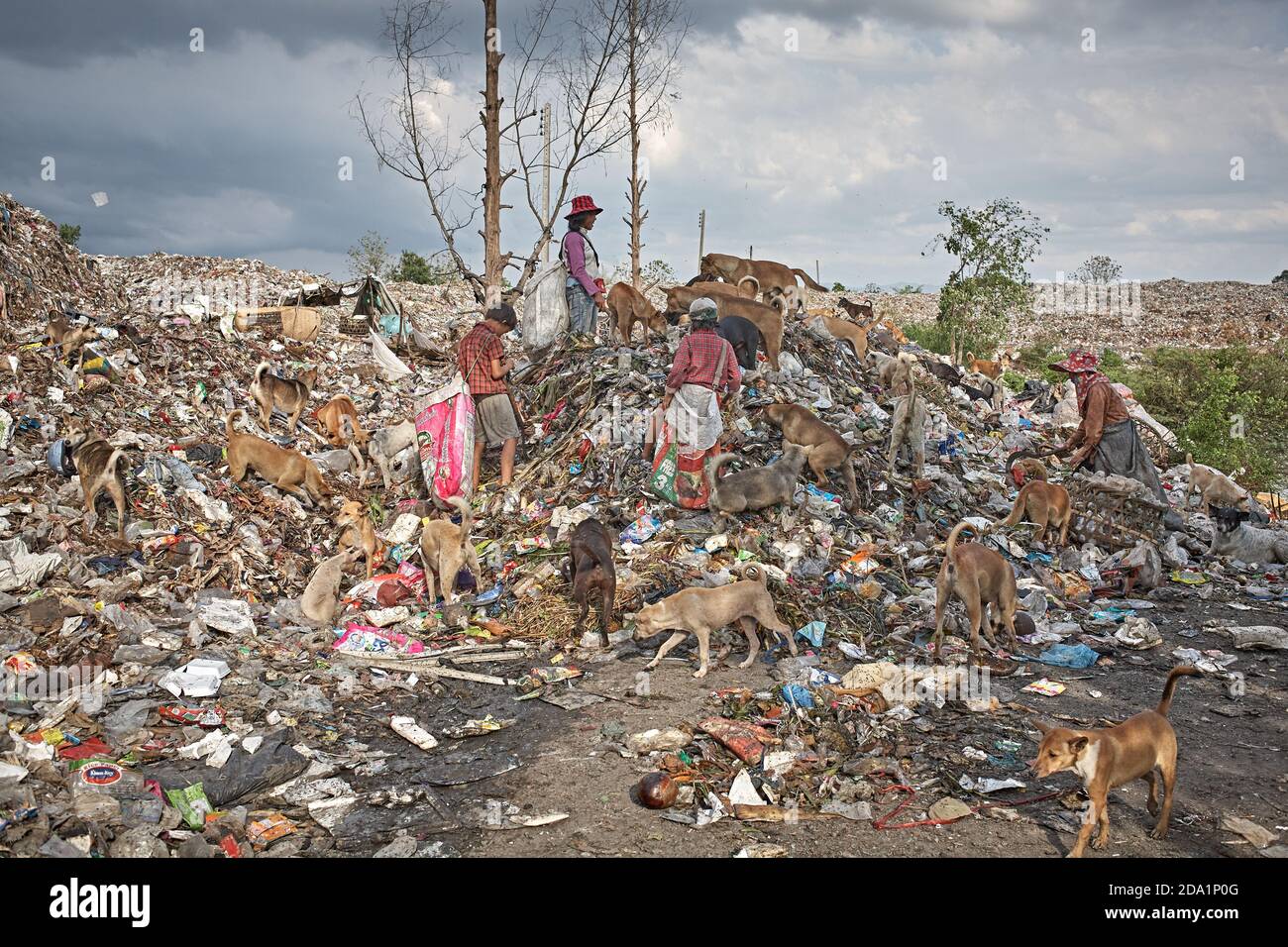 Group stray dogs hi-res stock photography and images - Alamy