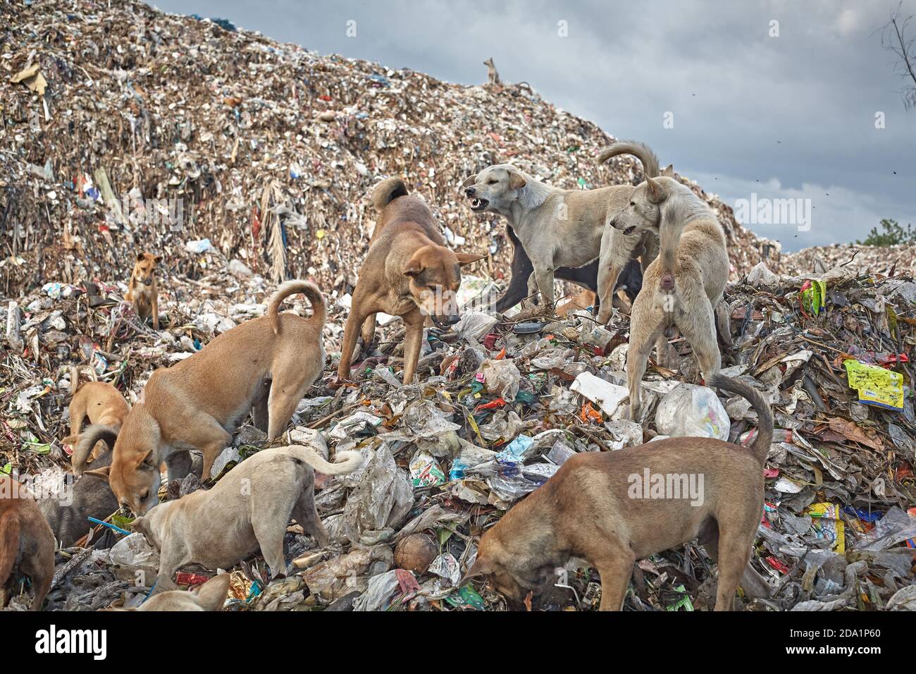 Mae Sot, Thailand. April 2012. Stray dogs on a mountain of garbage in ...