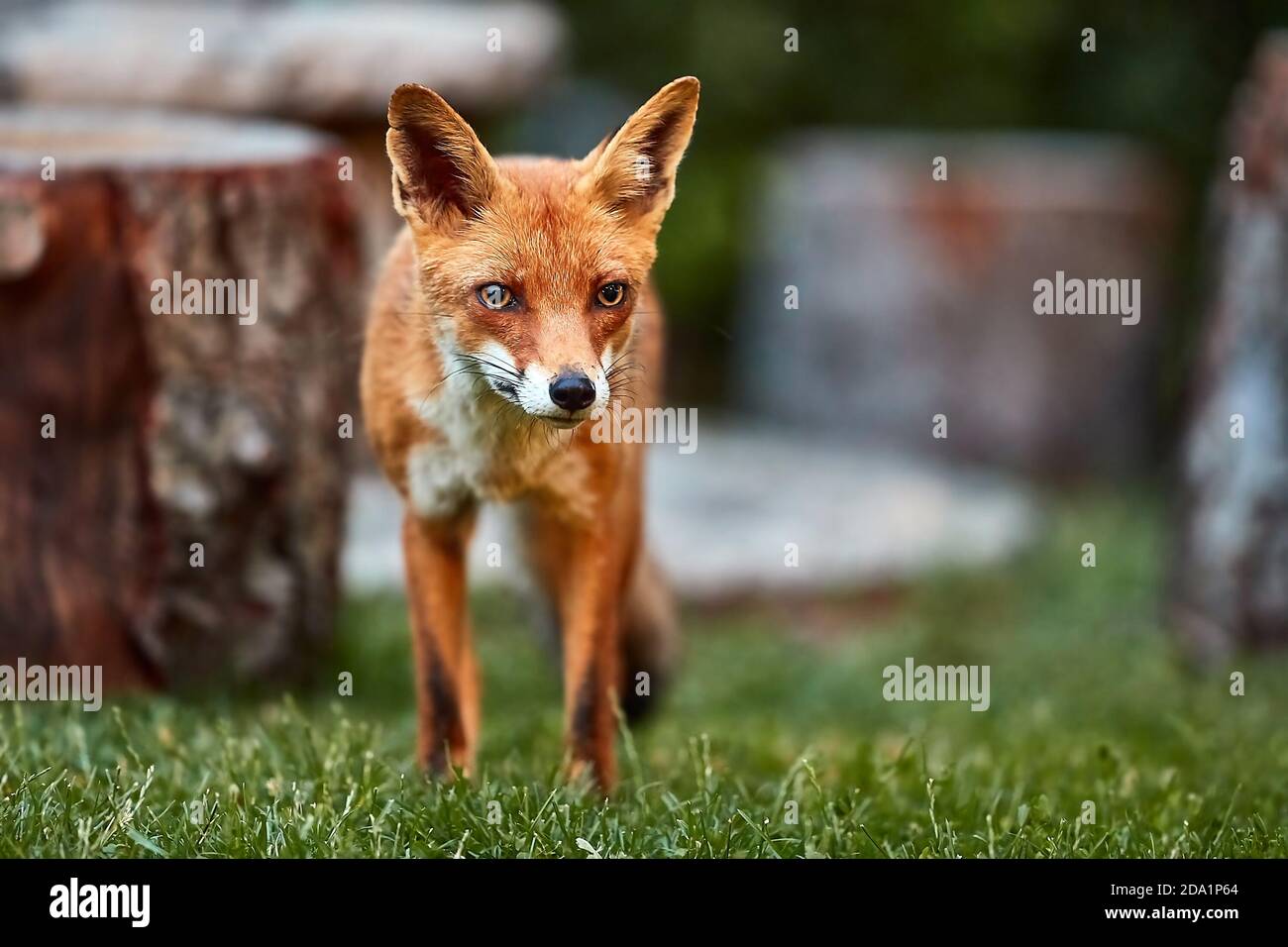 Fox at night in the countryside Stock Photo - Alamy