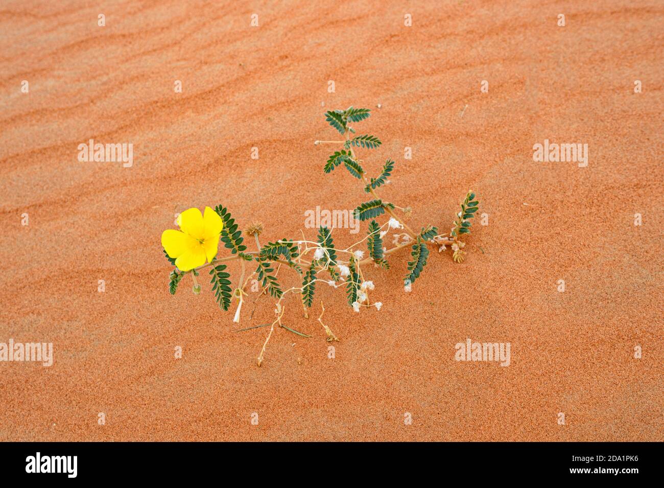 Caltrop or Cathead is a weed growing on a red sand dune near Birdsville ...