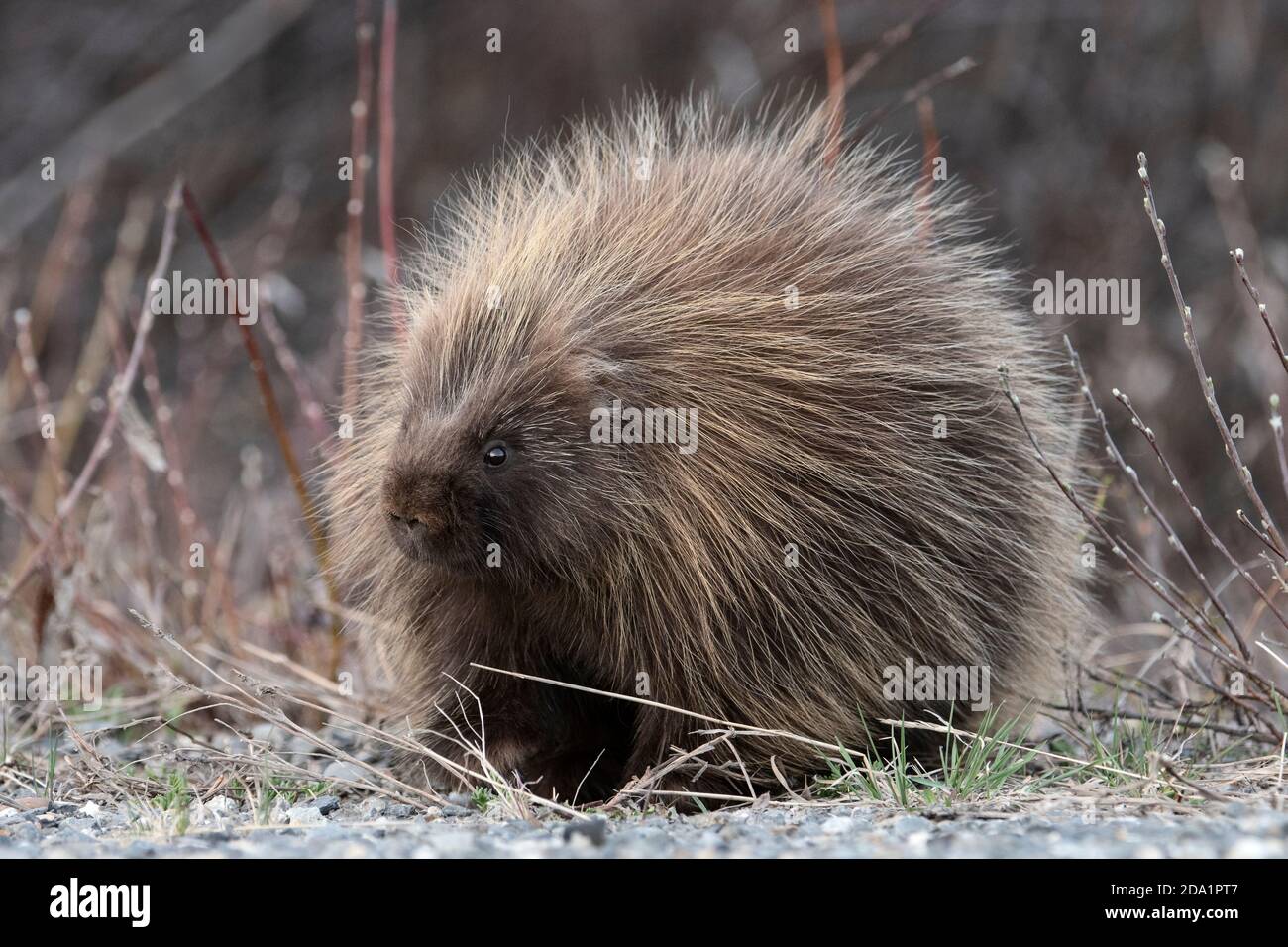 North America; United States; Alaska; Denali National Park; Wildlife ...