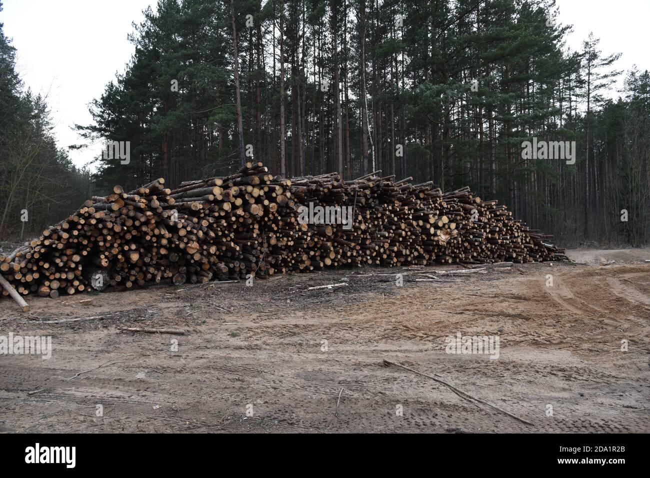 Stack of cut pine tree logs in a forest. Wood logs, timber logging ...