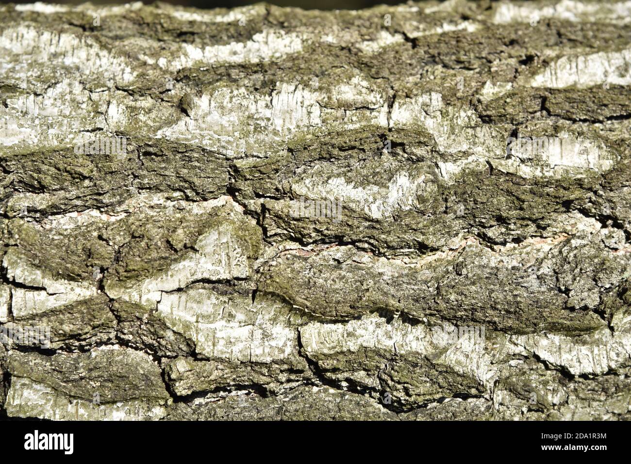 Natural background of the birch tree trunk bark. White wood texture ...