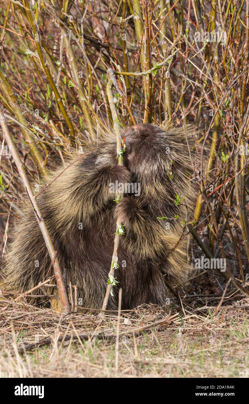 North America; United States; Alaska; Denali National Park; Wildlife ...
