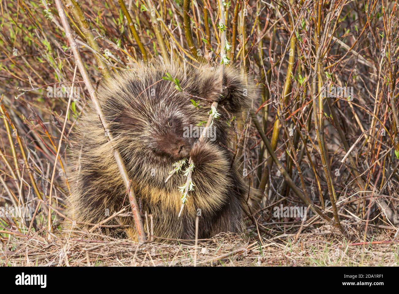 North America; United States; Alaska; Denali National Park; Wildlife ...
