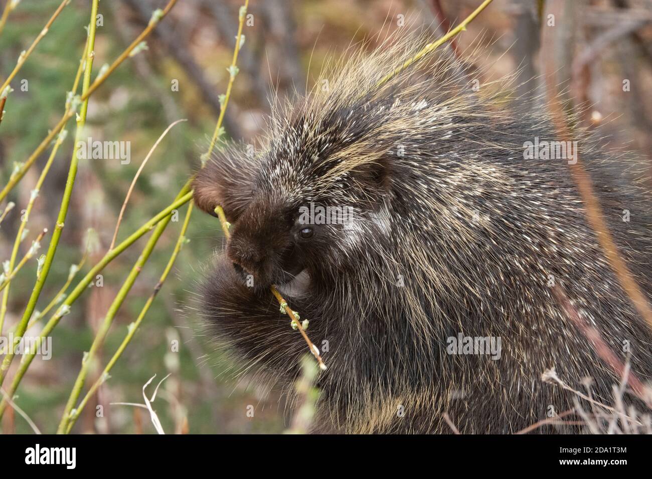 North America; United States; Alaska; Denali National Park; Wildlife ...