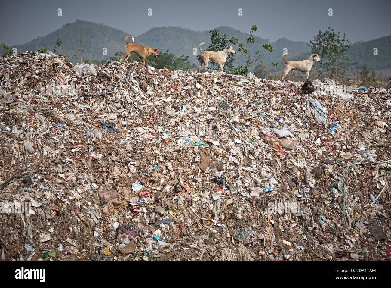 Mae Sot, Thailand. April 2012. Stray dogs on a mountain of garbage in ...