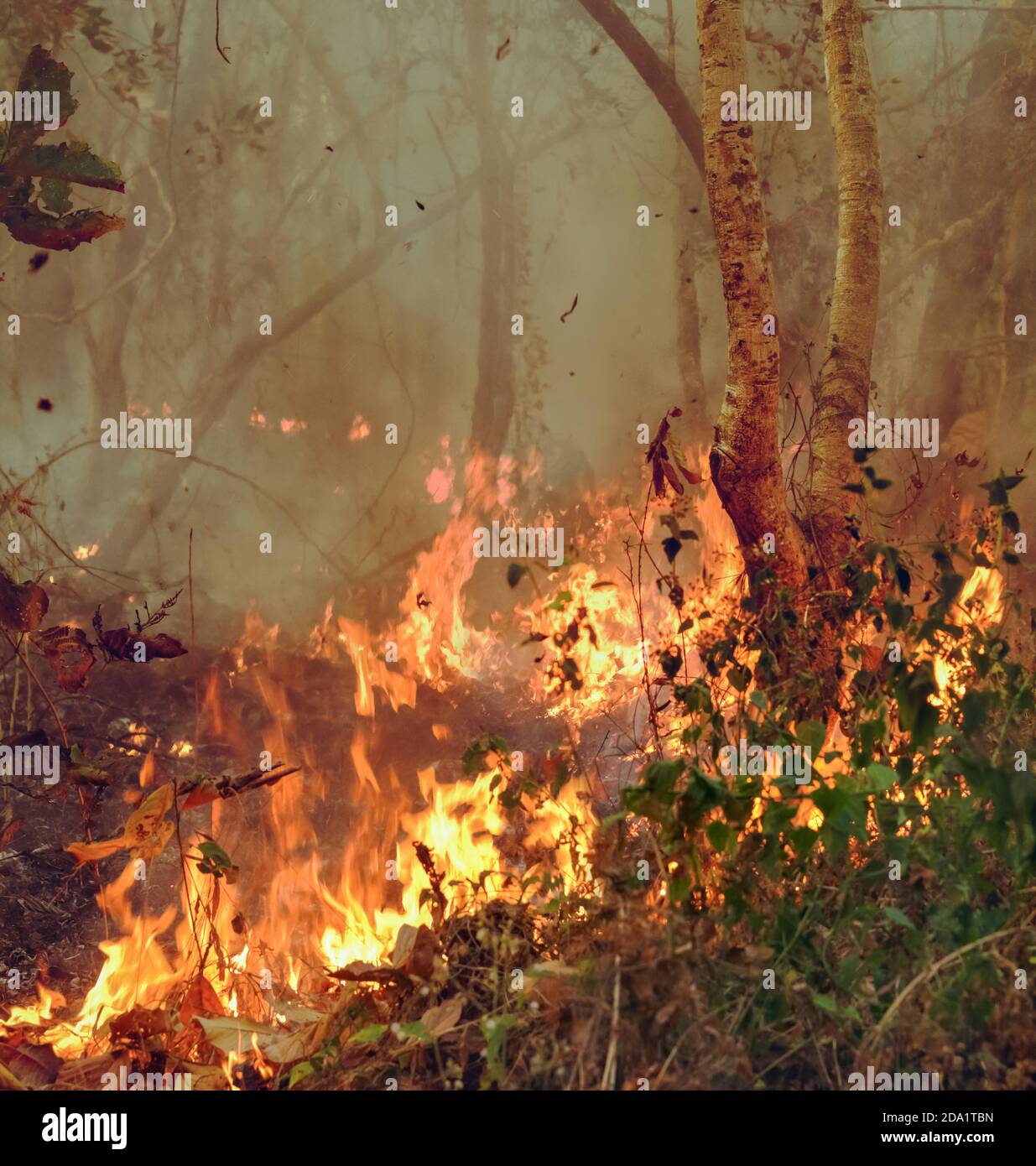 Amazon rain forest fire disaster is burning at a rate scientists have ...