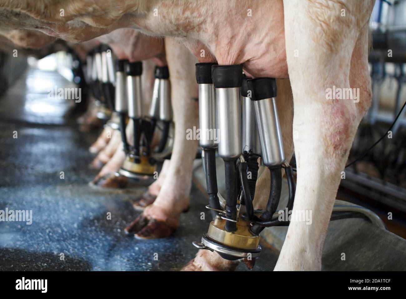 Cows being milked hi-res stock photography and images - Alamy