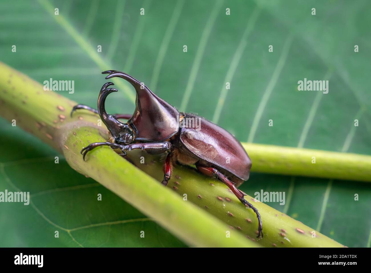 Hercules Beetle Fighting