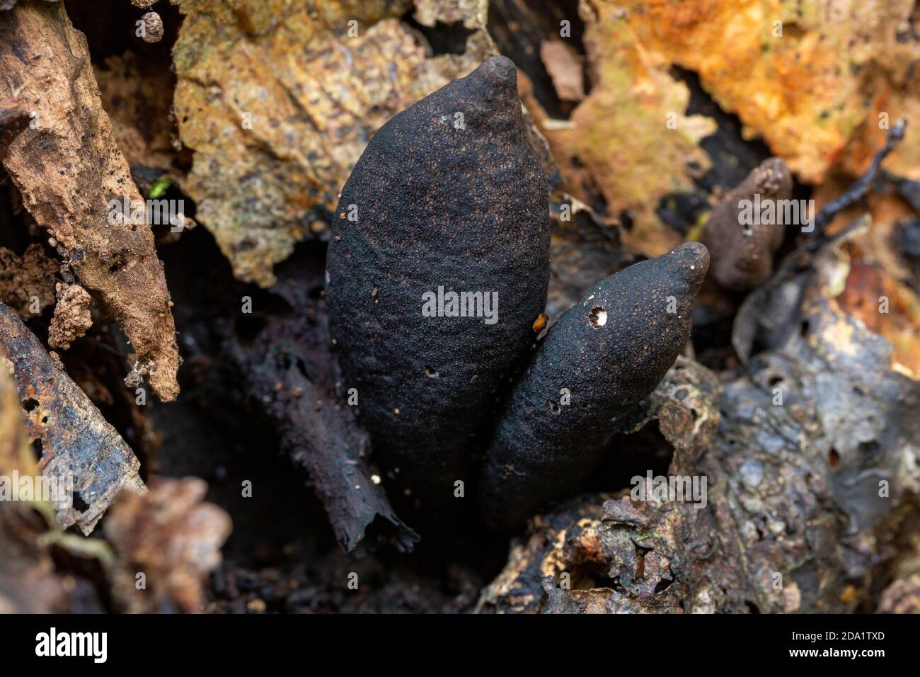Dead mans fingers fungus xylaria hi-res stock photography and images ...