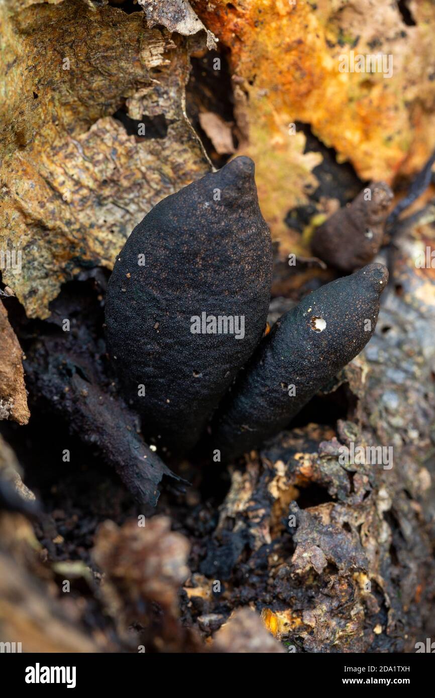 Dead mans fingers fungus xylaria hi-res stock photography and images ...