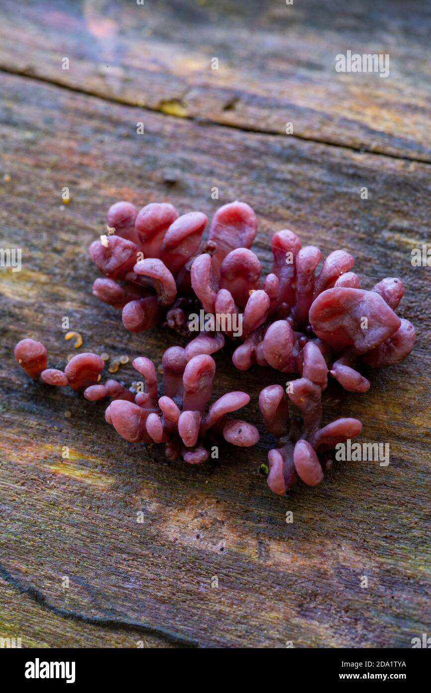 Ascocoryne sarcoides hi-res stock photography and images - Alamy