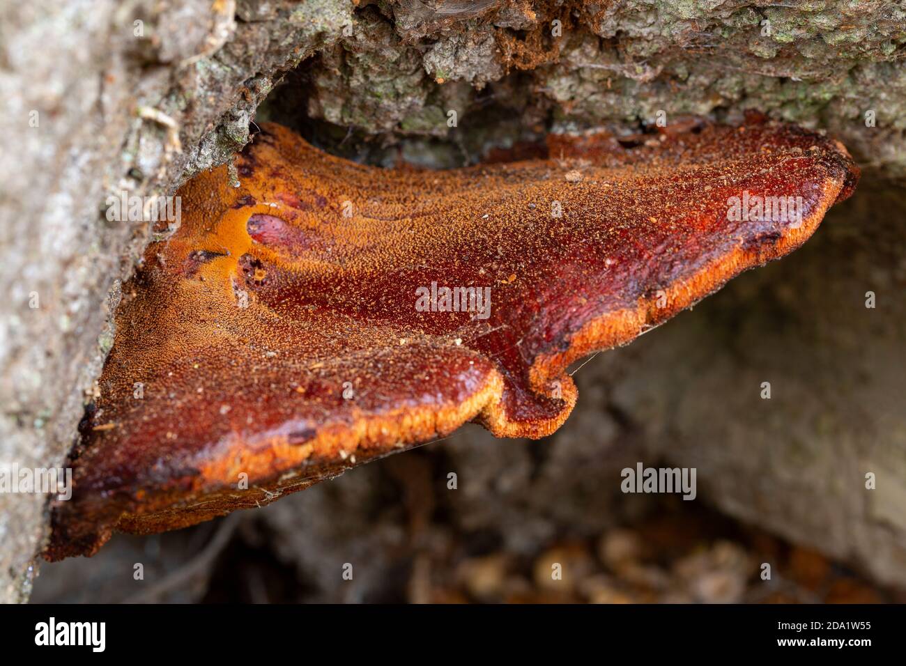 Fistulina hepatica hi-res stock photography and images - Alamy