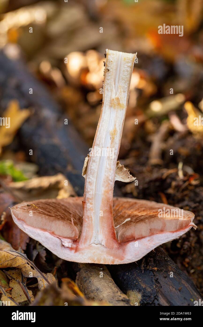 Cross section of Agaricus silvaticus Stock Photo - Alamy