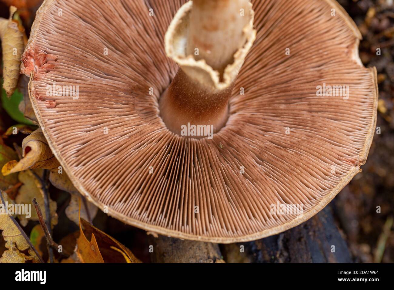 Gills of Agaricus silvaticus Stock Photo - Alamy