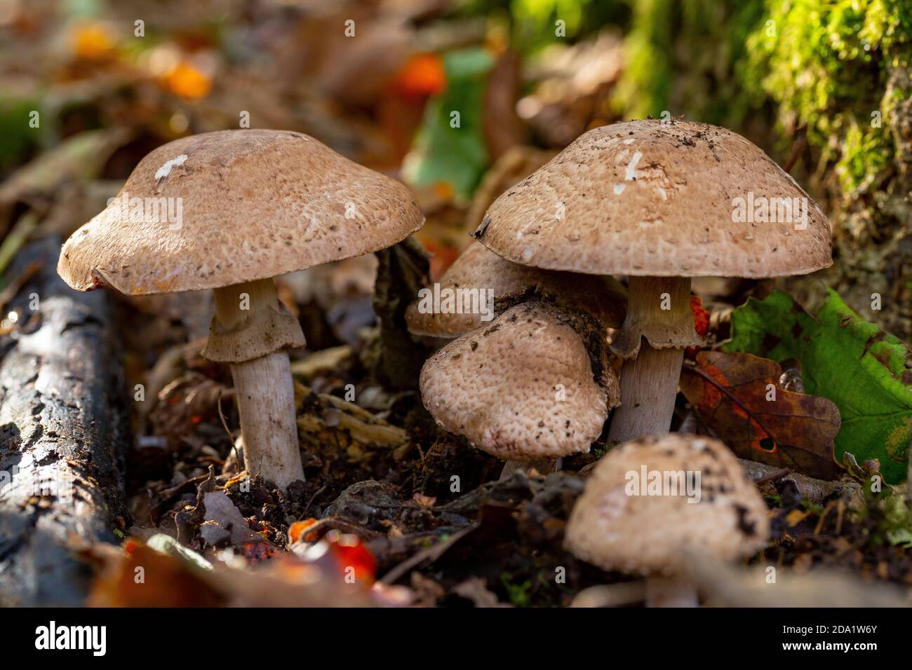 Agaricus silvaticus hi-res stock photography and images - Alamy