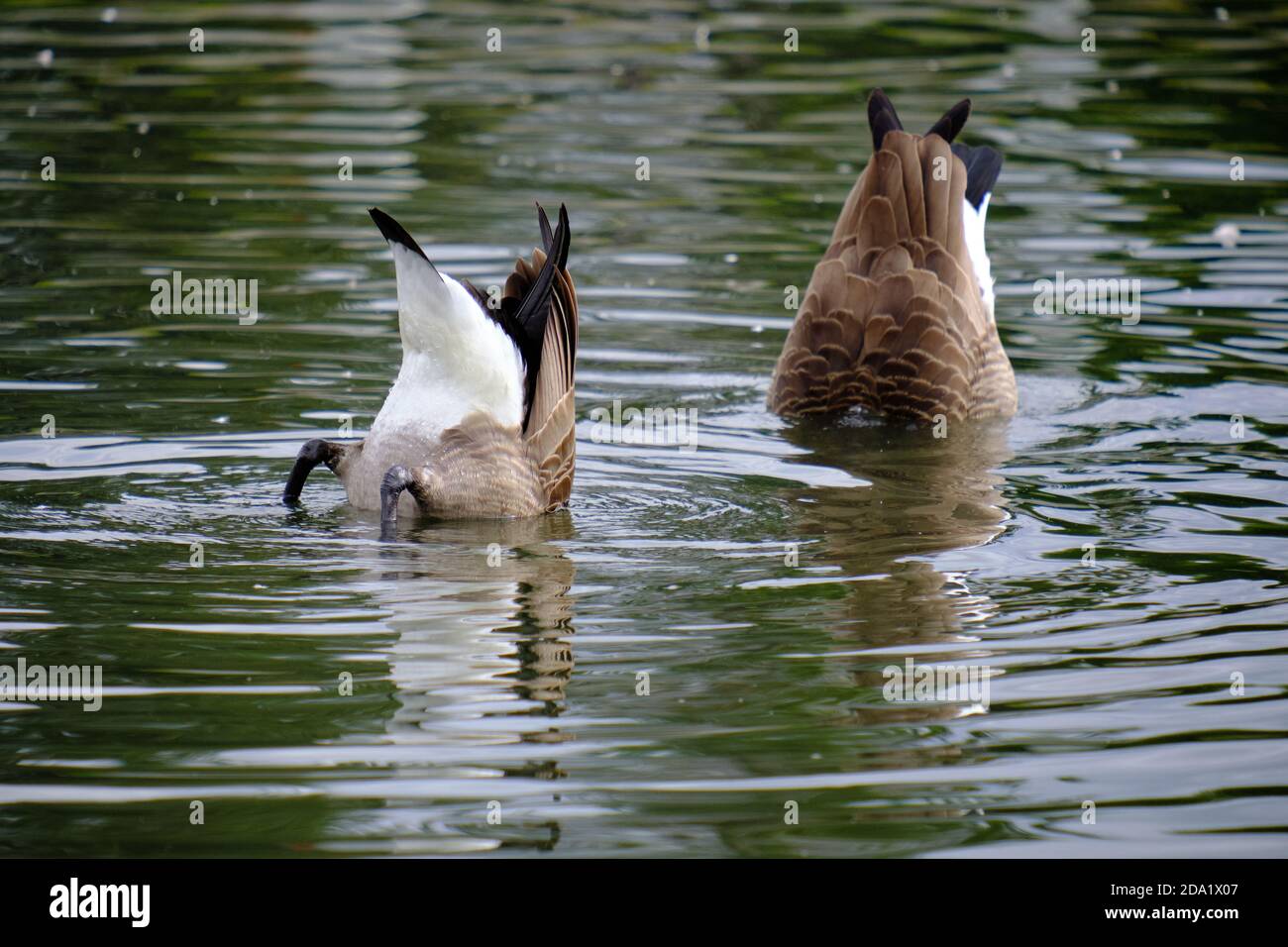 Rear end of two Canada Geese (Branta canadensis) diving in water Stock ...