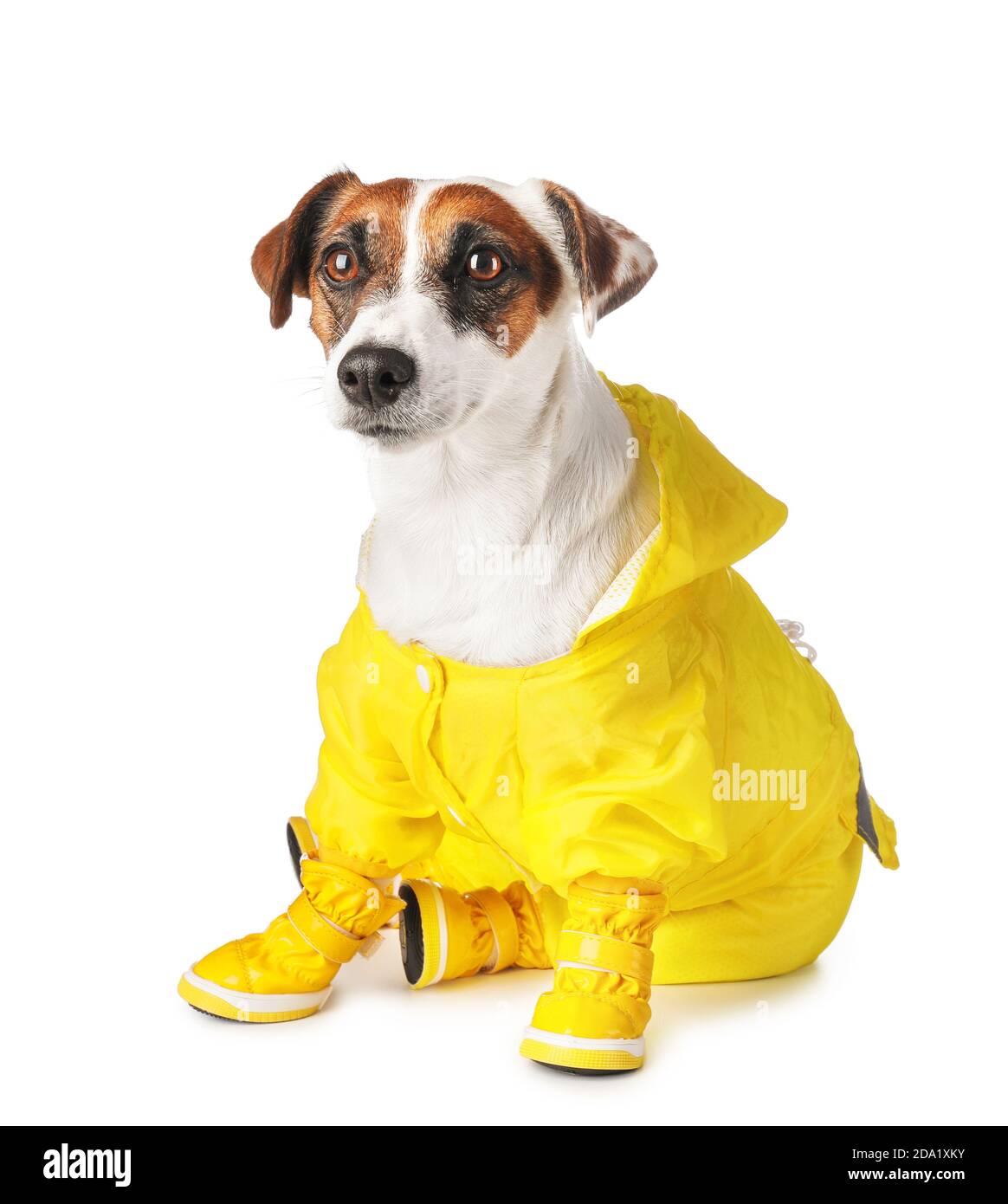 Cute funny dog in coat and booties on white background Stock Photo - Alamy