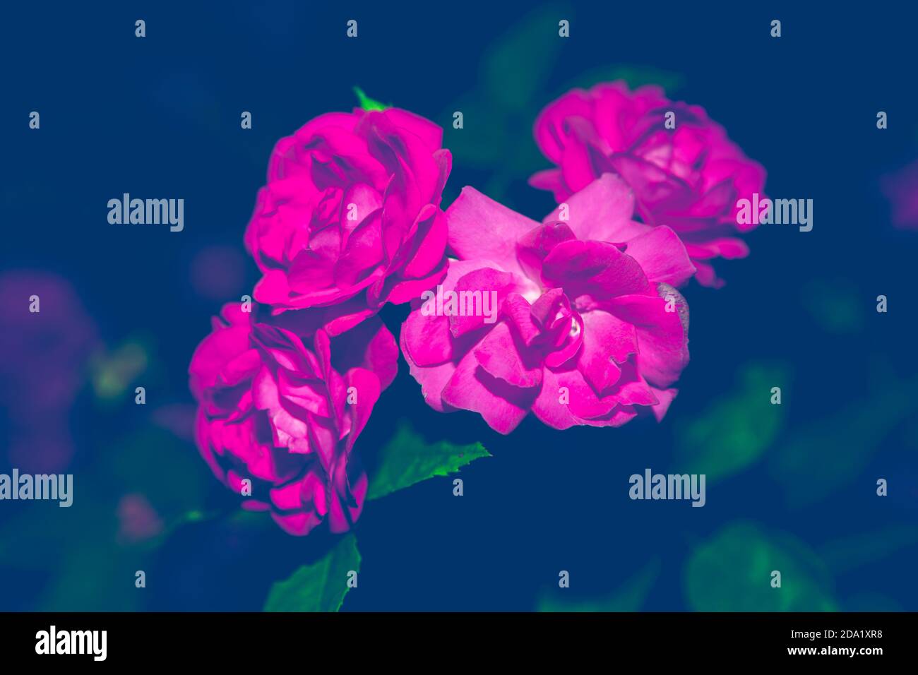 Red roses in low lighting . Fresh flowers in dim light Stock Photo - Alamy