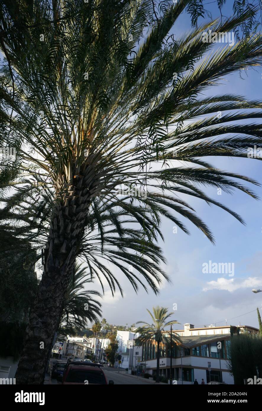 Los Angeles, California, USA 7th November 2020 A Palm Tree and Fire ...