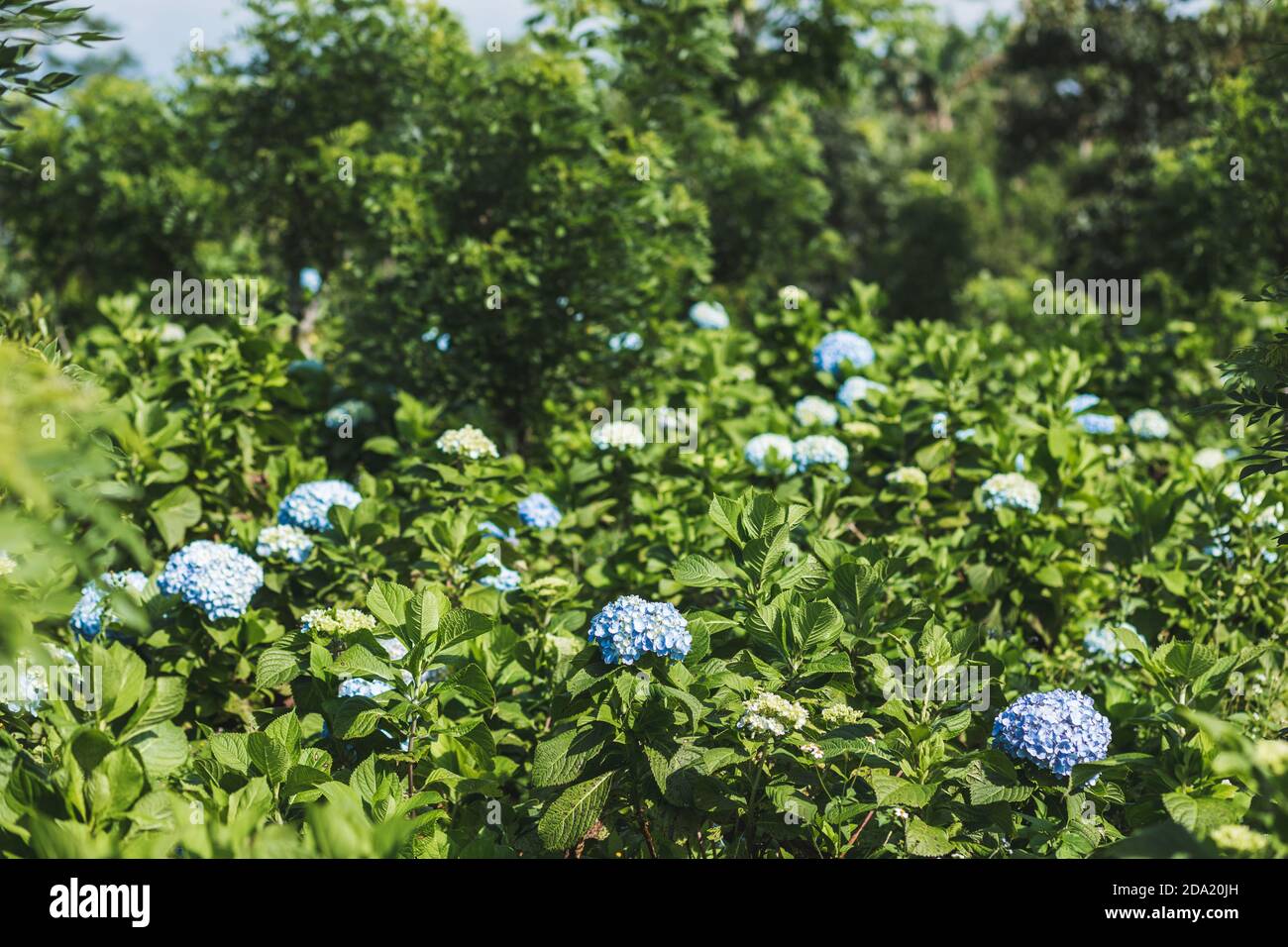 Growing blue hydrangeas blooming flowers in the garden. Green plant ...