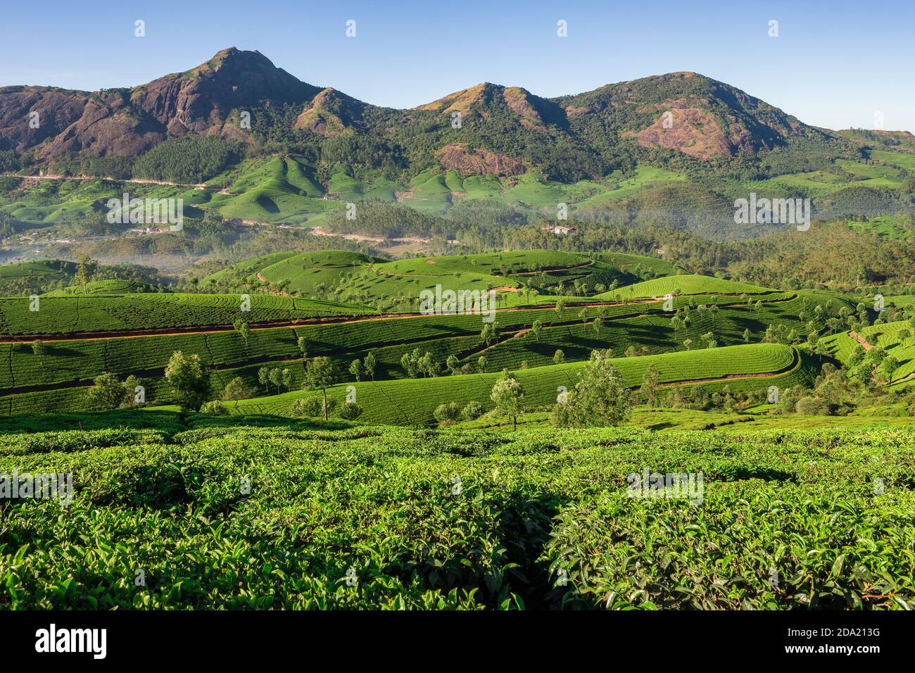 Beautiful fresh green tea plantations landscape in Munnar, Kerala ...